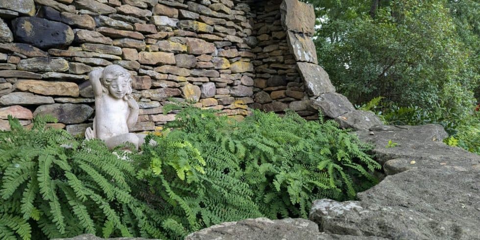 8 Native Ferns for Incredible Pacific Northwest Garden Design - Father ...